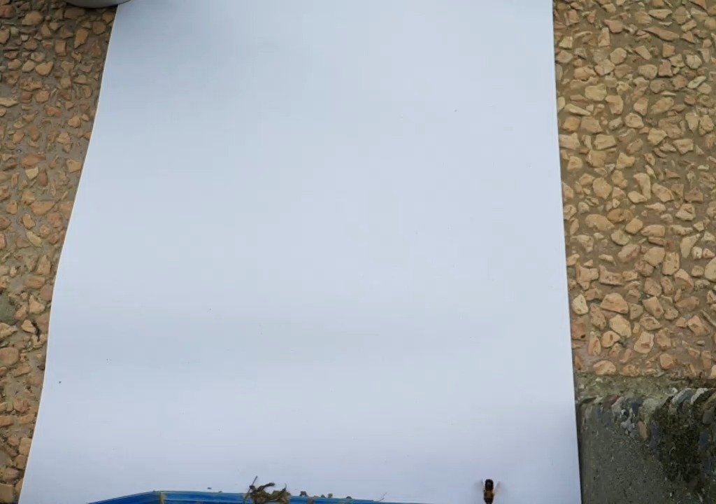 Bees Object Detection Dataset By Bees