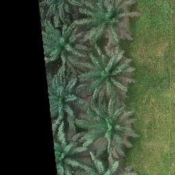 Count_Palm_oil_Trees Object Detection Dataset by test