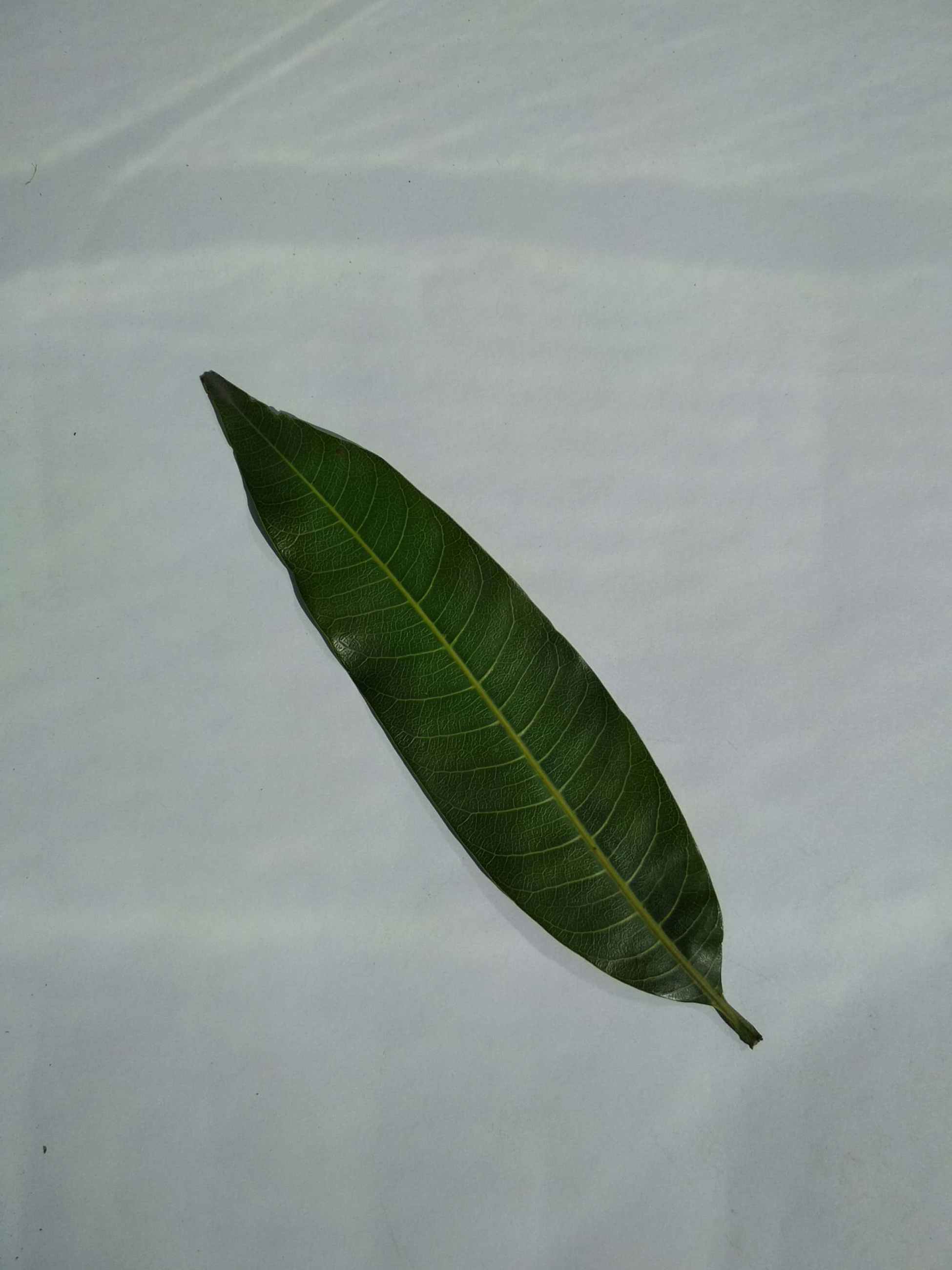 Mango (mango-ovjrk) - Roboflow Universe