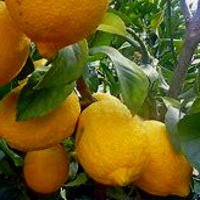 instance Instance Segmentation Dataset by Wisd