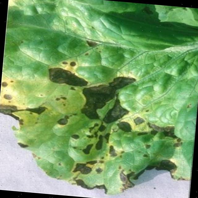 Bacterial Lettuce Object Detection Dataset by Sandunika