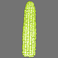 Corn Kernels - Roboflow Universe