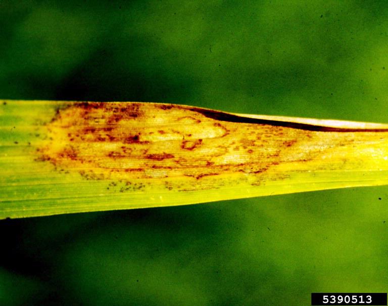 paddy disease Object Detection Dataset by object detection