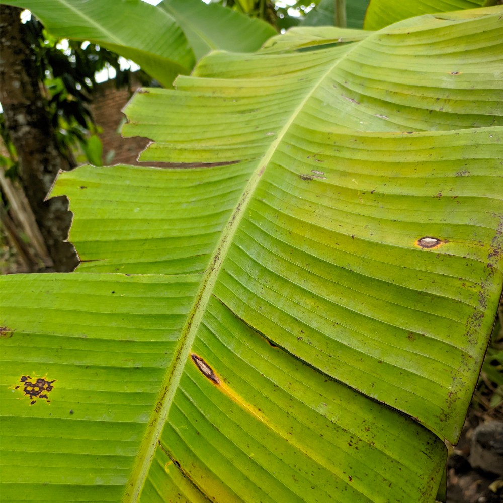 How To Use The Banana Plant Leaf Segmentation Instance Segmentation Api