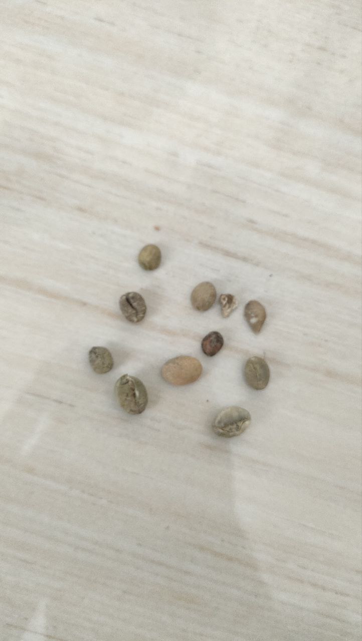Green Bean Coffee Object Detection Dataset and Pre-Trained Model by Revskyyy