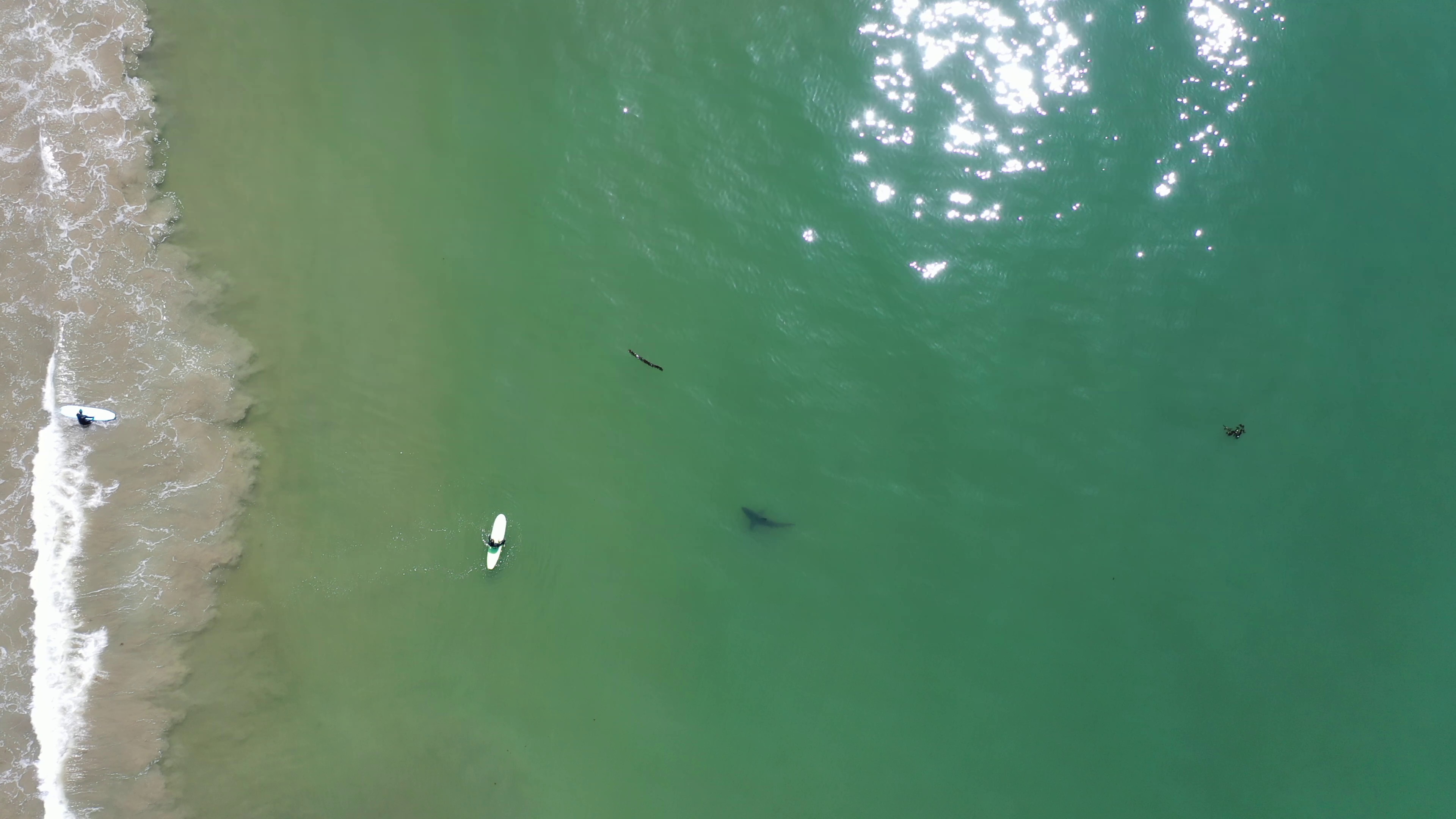 Shark Tracking Object Detection Dataset And Pre Trained Model By Project Jaws