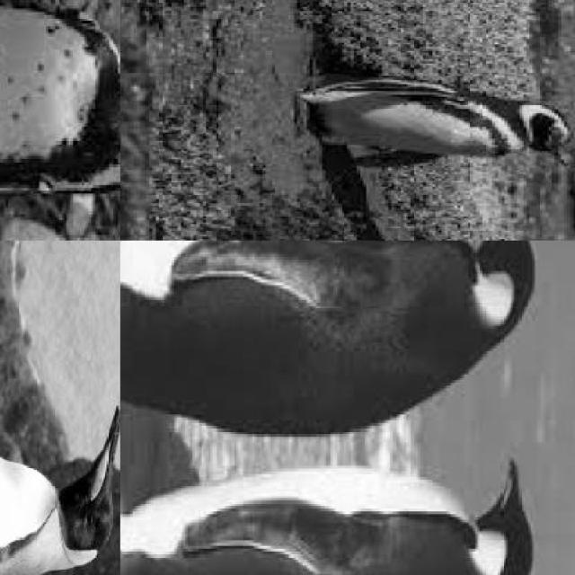 Penguin Object Detection Model By Poogers 1213