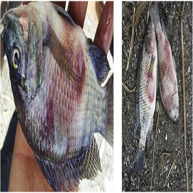 fish-d-1 Object Detection Dataset by The XCalibers