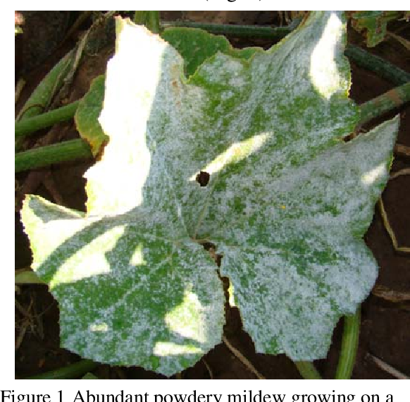 How to Use the crop disease detection Object Detection API