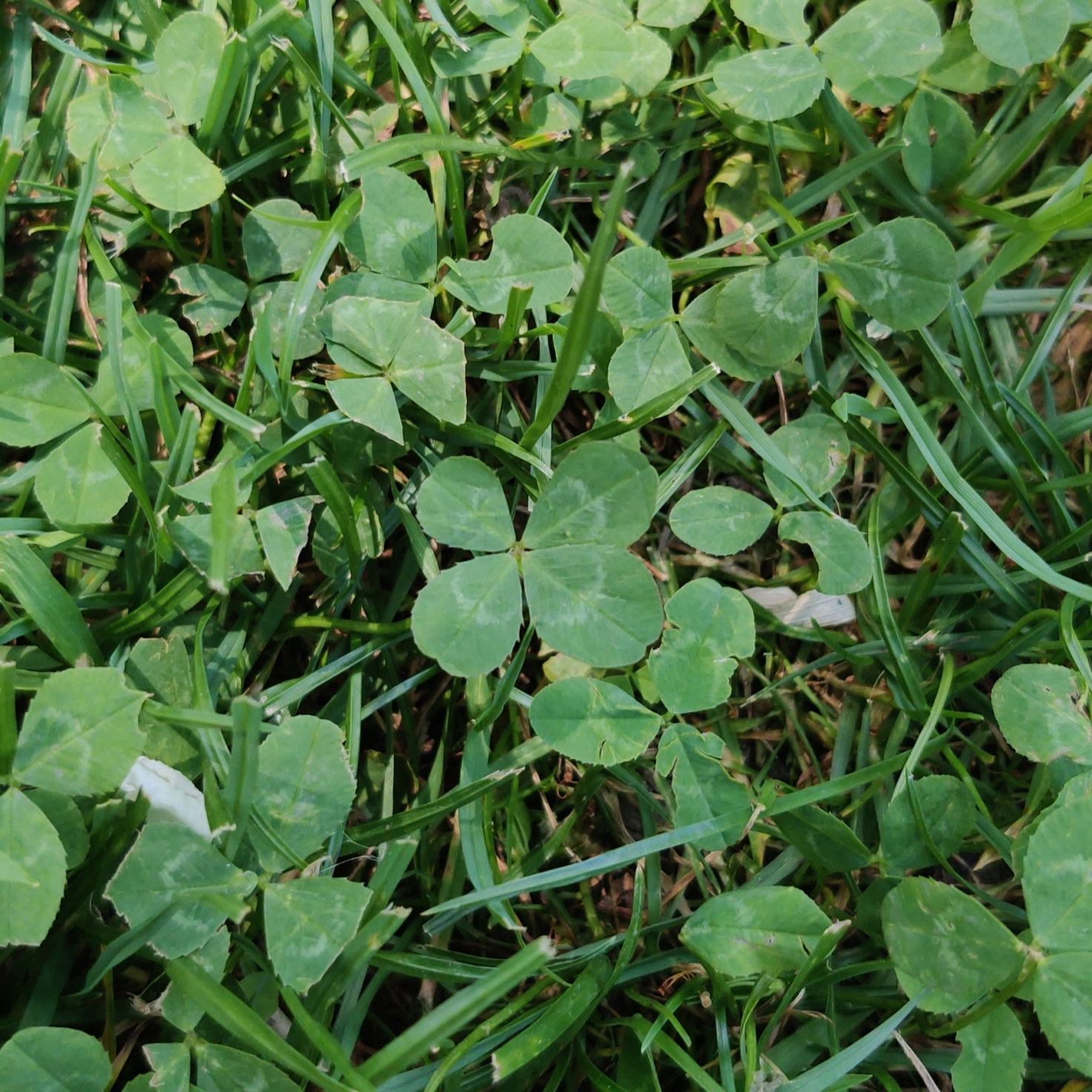 Hunting for four-leaf clovers Object Detection Model by Adam Fonagy