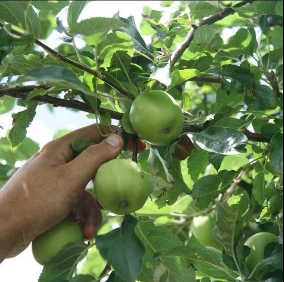 Green Apples Object Detection Model by JosueY8