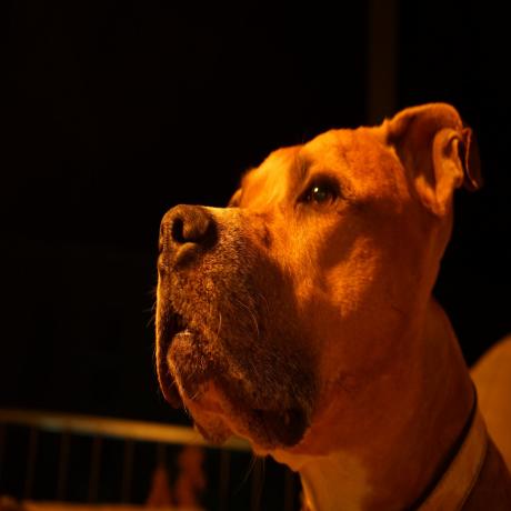 Final_Dataset_Dogs Object Detection Dataset by Nirma University