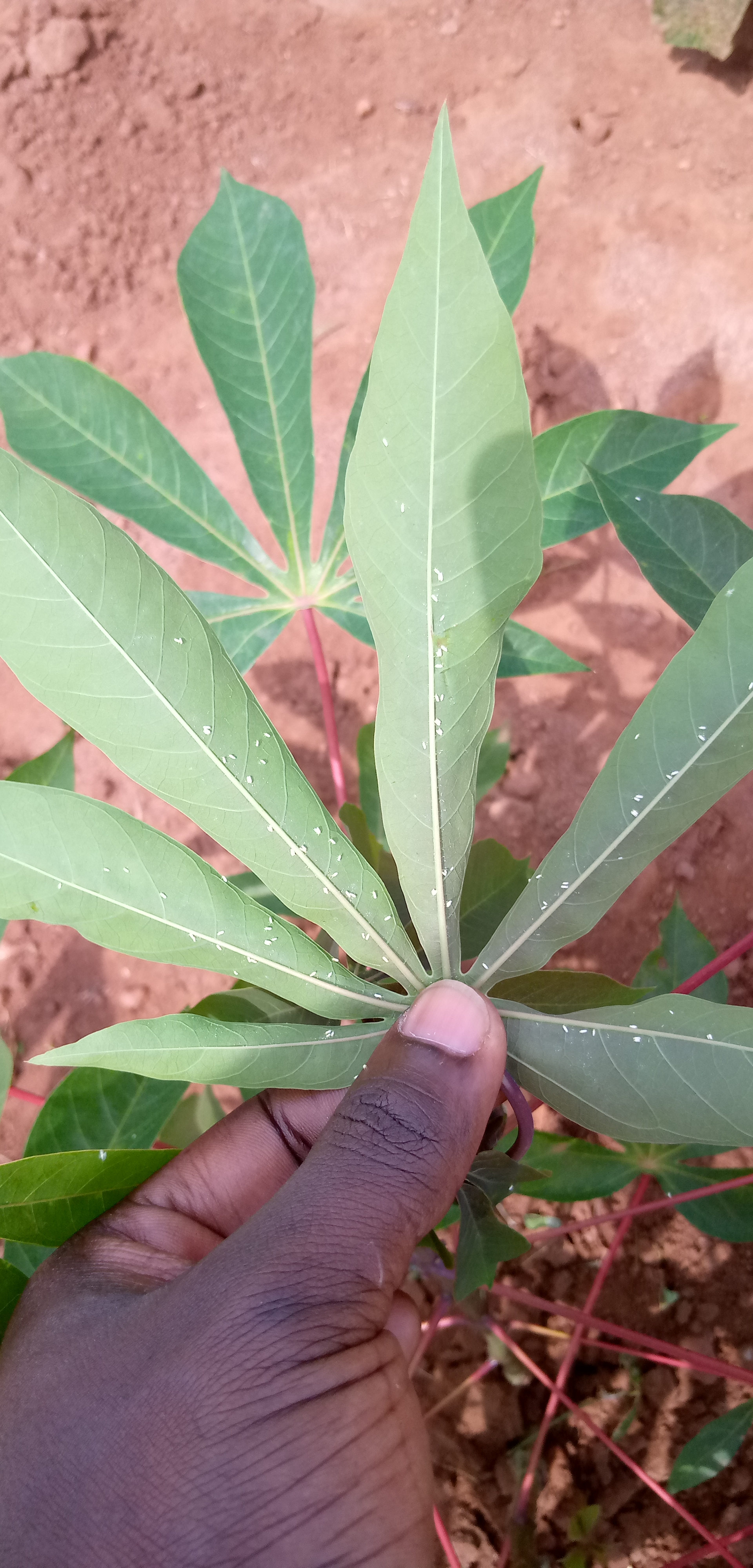 Yolo whitefly dataset Object Detection Dataset by UnB