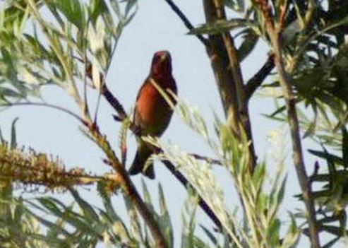 BIRDS Object Detection Dataset by crisp