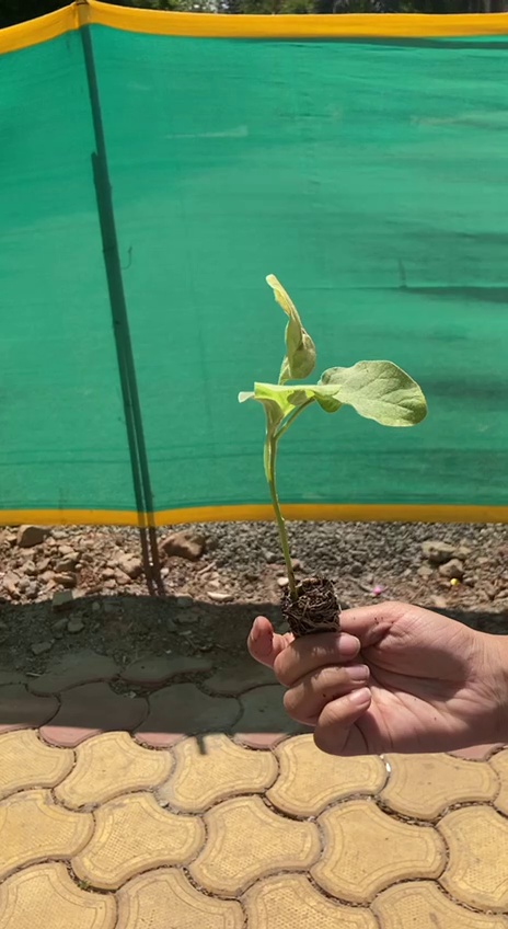 krishna Object Detection Dataset by Sapling Dataset 2