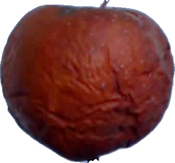 Apple Classification Dataset by handgesture