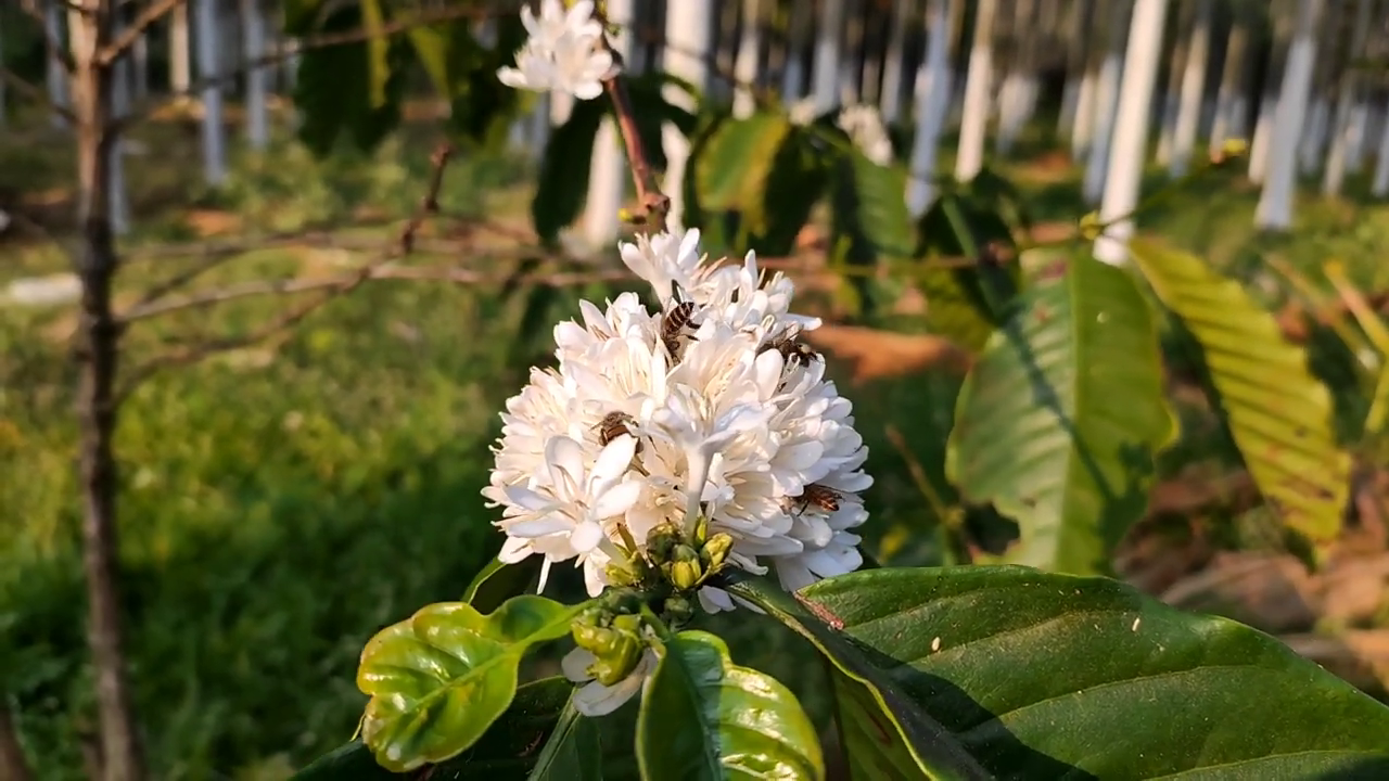 Bee_detection_new Object Detection Dataset by Vinit Kujur