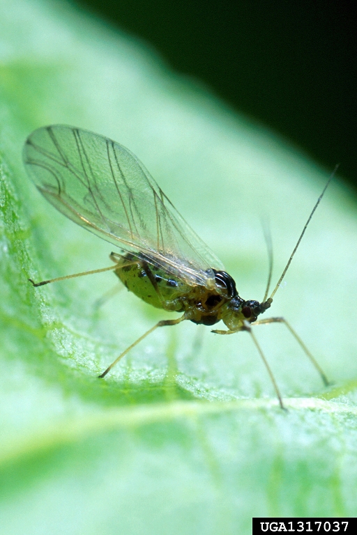 pest-classifications-tomato Classification Model by bsbaril