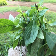 Herb tree Object Detection Dataset by yolo