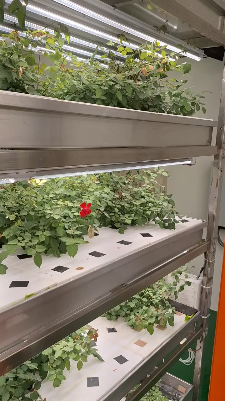 R. damascena Object Detection Dataset by Motion Detection