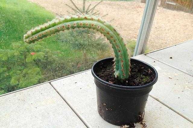Cactus Label Object Detection Dataset By Flowerdetection