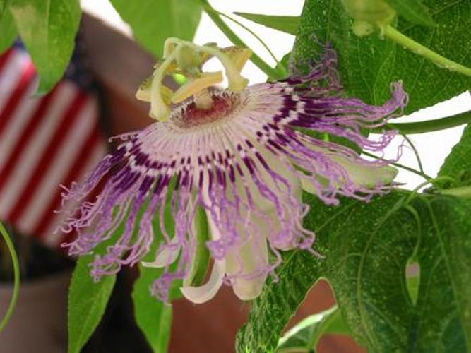 102_oxford_flower Object Detection Dataset by flowerdetection