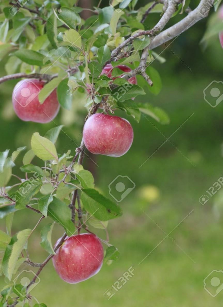 Apple detection Object Detection Dataset and Pre-Trained Model by Proba