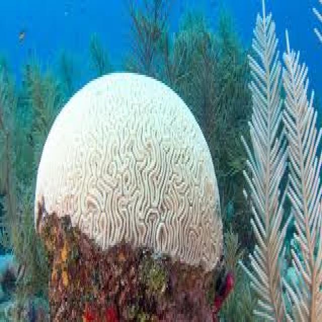 Coral Bleaching Final Object Detection Model by Halong