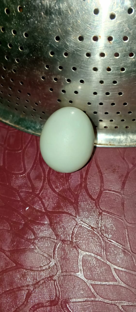 Deteksi Telur Object Detection Dataset By Deteksijenistelur