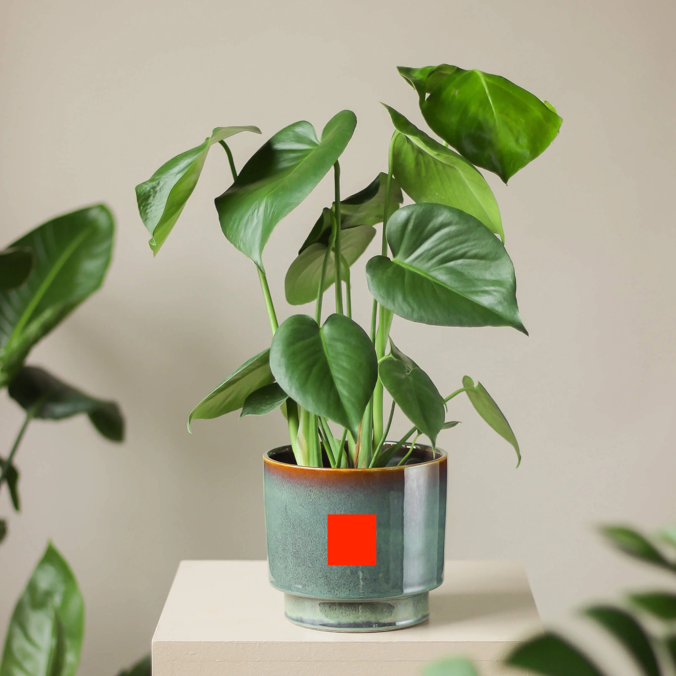 PlantDetector - Roboflow Universe