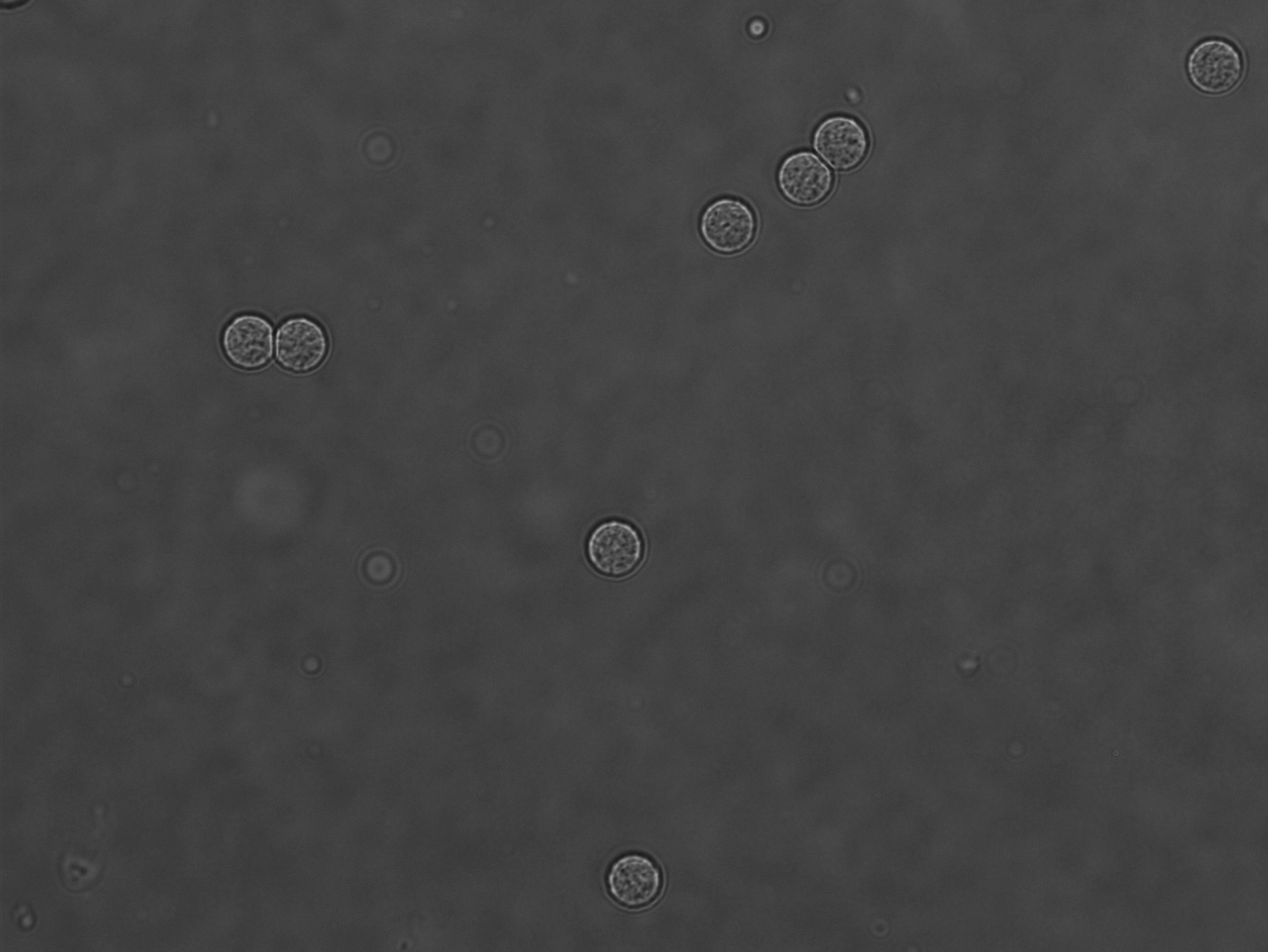 Trail Particles - Roboflow Universe