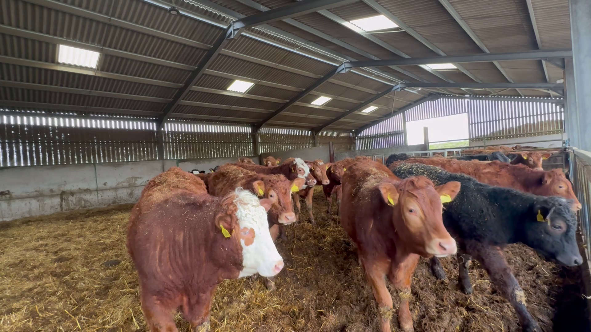 Cows Object Detection Dataset By Cows 1