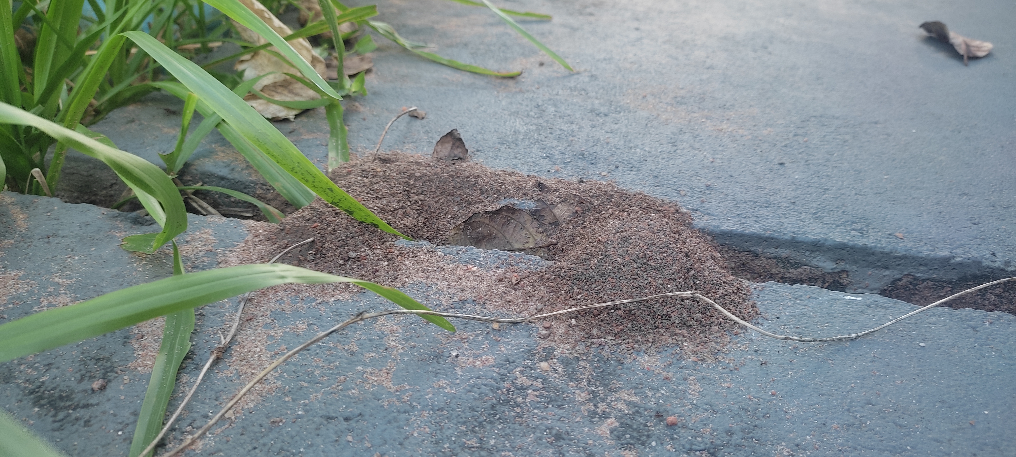 Anthill Detection Object Detection Model by Datasets NESA