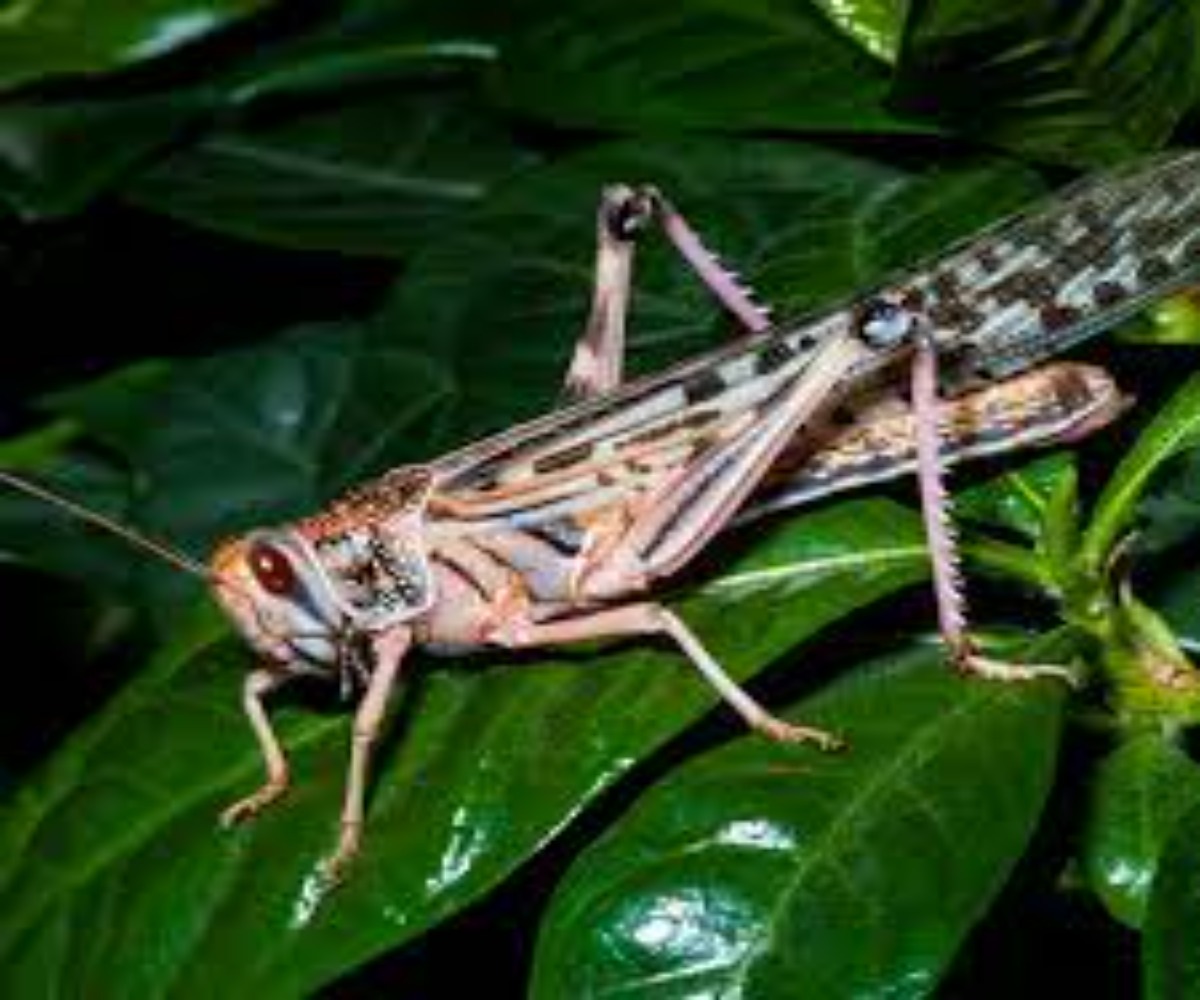 Locust Object Detection Model by khadija