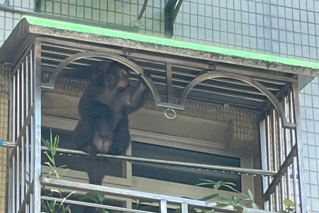 Monkey Finder Object Detection Model by ObjectDetection