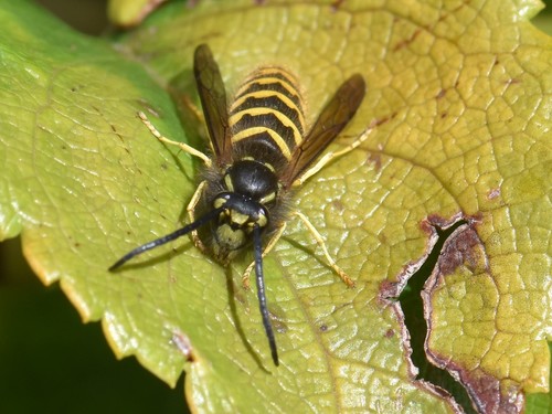 Vespulavulgaris Object Detection Dataset by Vespula vulgaris