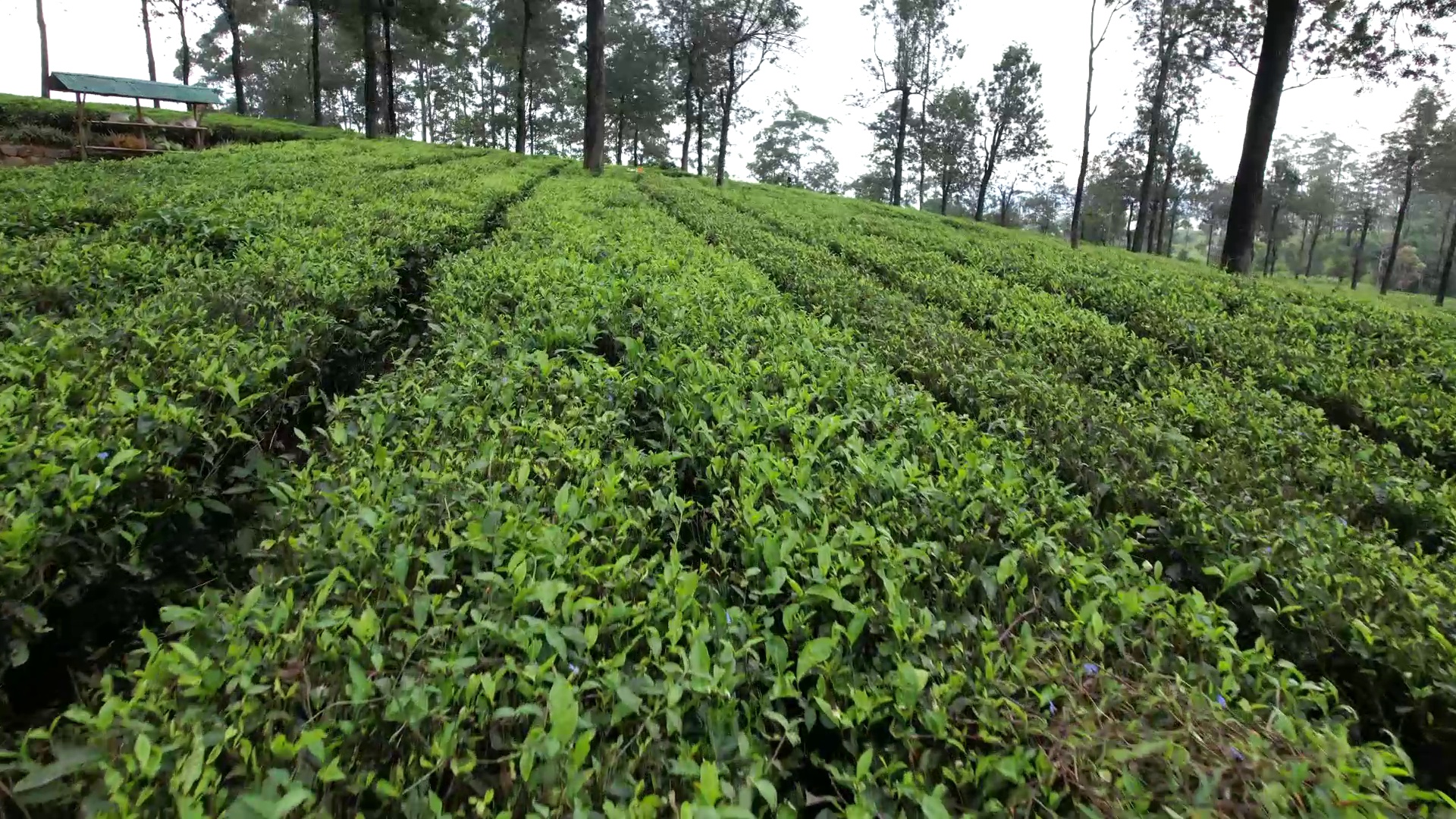 caft (caft-rokj9) - Roboflow Universe