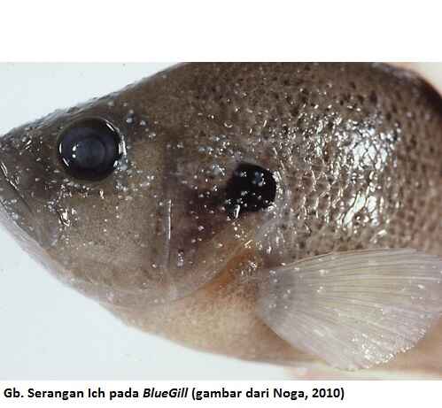 Fish Disease Classification Dataset by Fish Disease