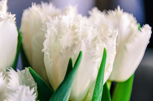 flower Classification Model by test