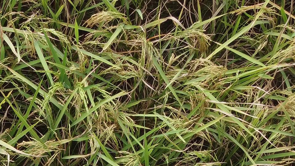 Rice-Panicle Object Detection Model by EWURicedataset