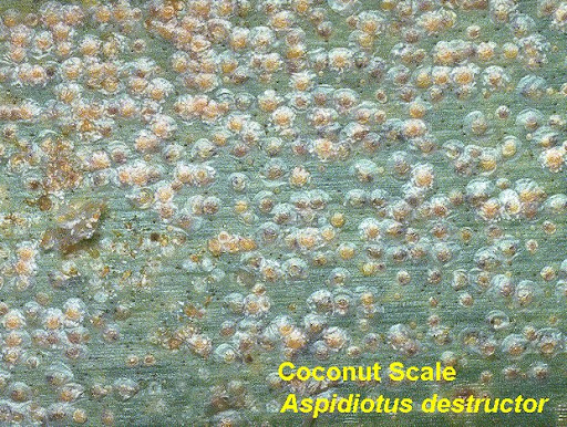 coconut pests Classification Model by Hiro