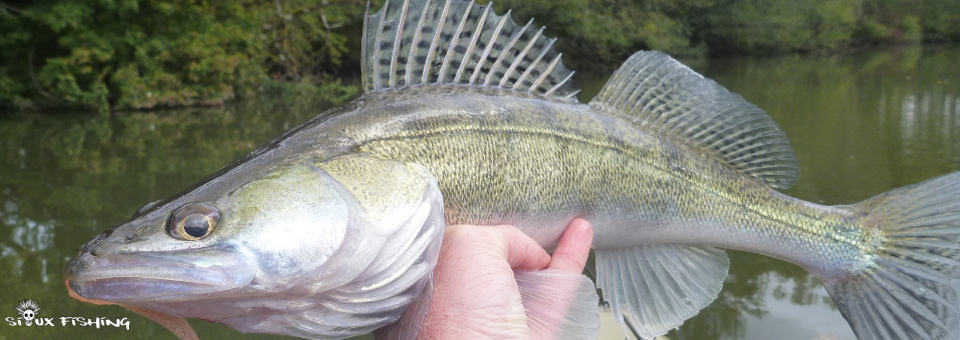 fish classification Classification Dataset by fish calss