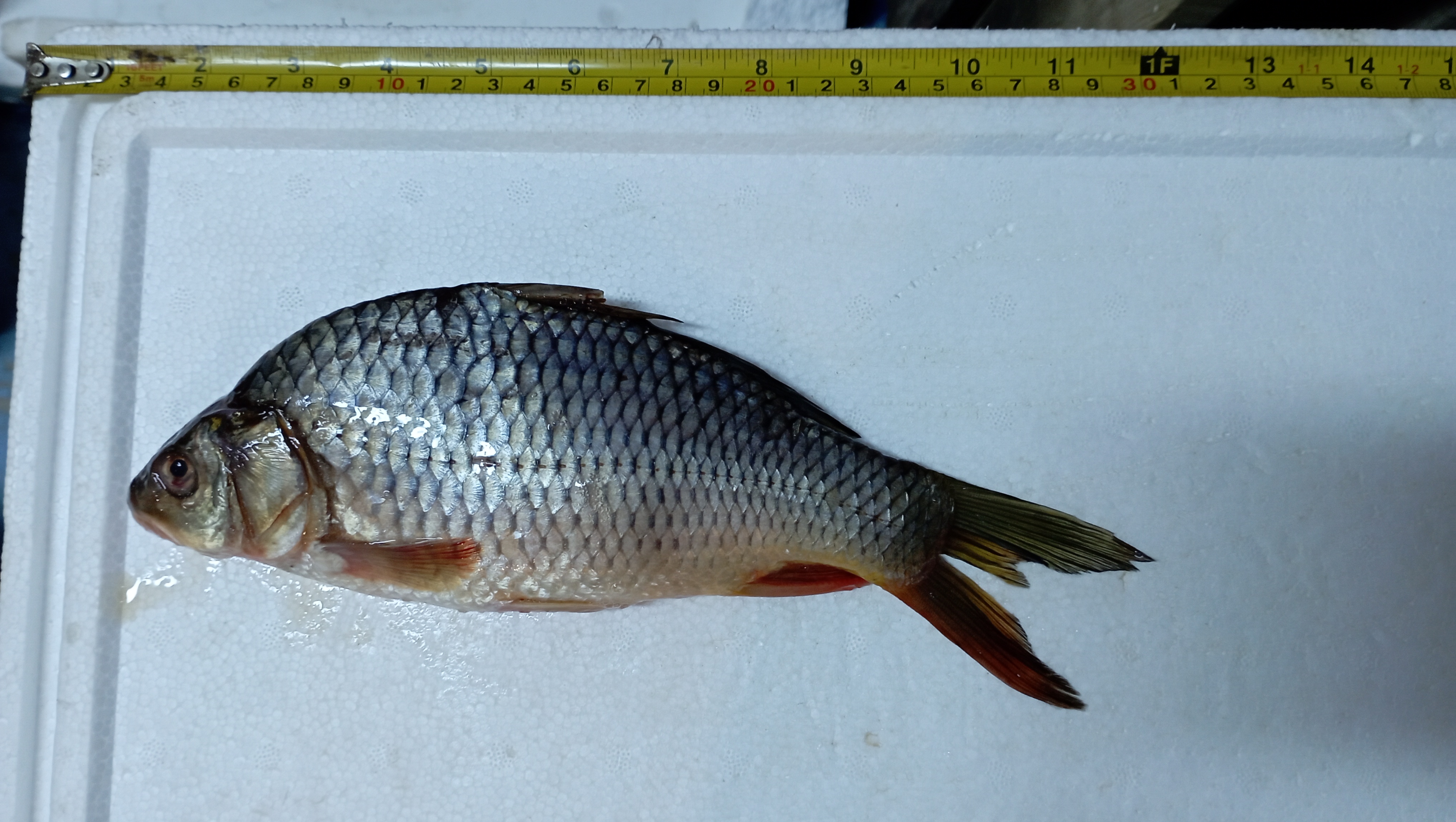 fish calss - Roboflow Universe