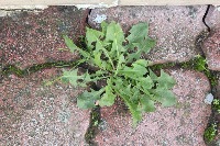 Proyecto (proyecto-mprth) - Roboflow Universe