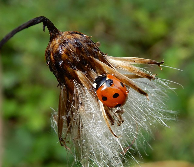 Ladybug Object Detection Dataset and Pre-Trained Model by ladybug detection