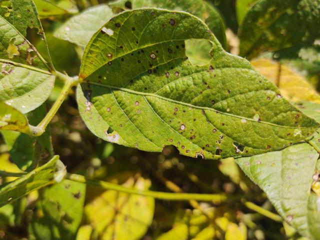 soy-leaf-disease Object Detection Model by TCC