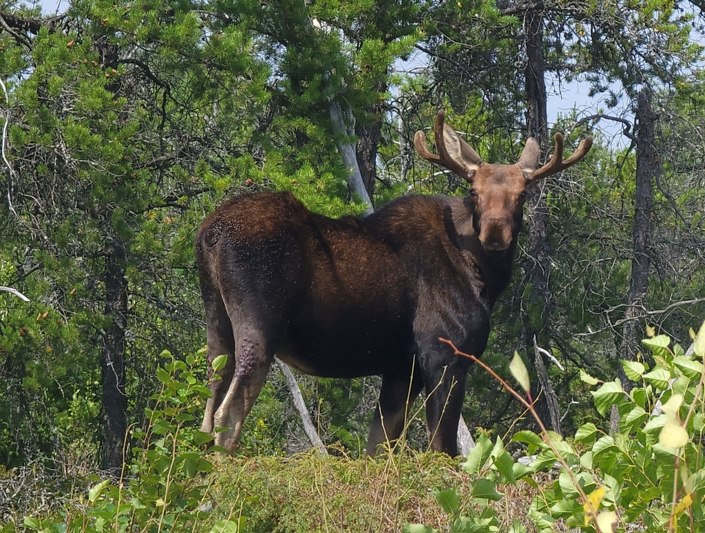 deer Object Detection Model by animal