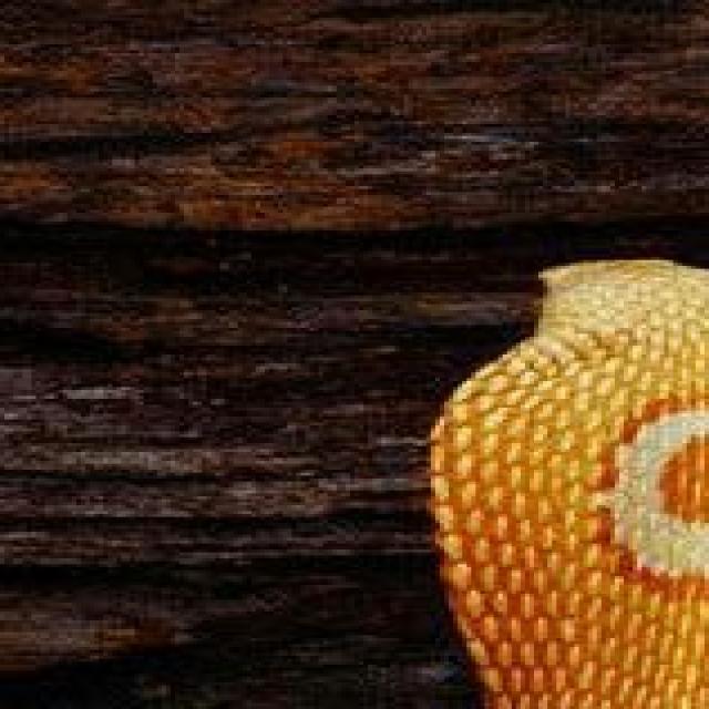 Snakes Instance Segmentation Dataset by Snake