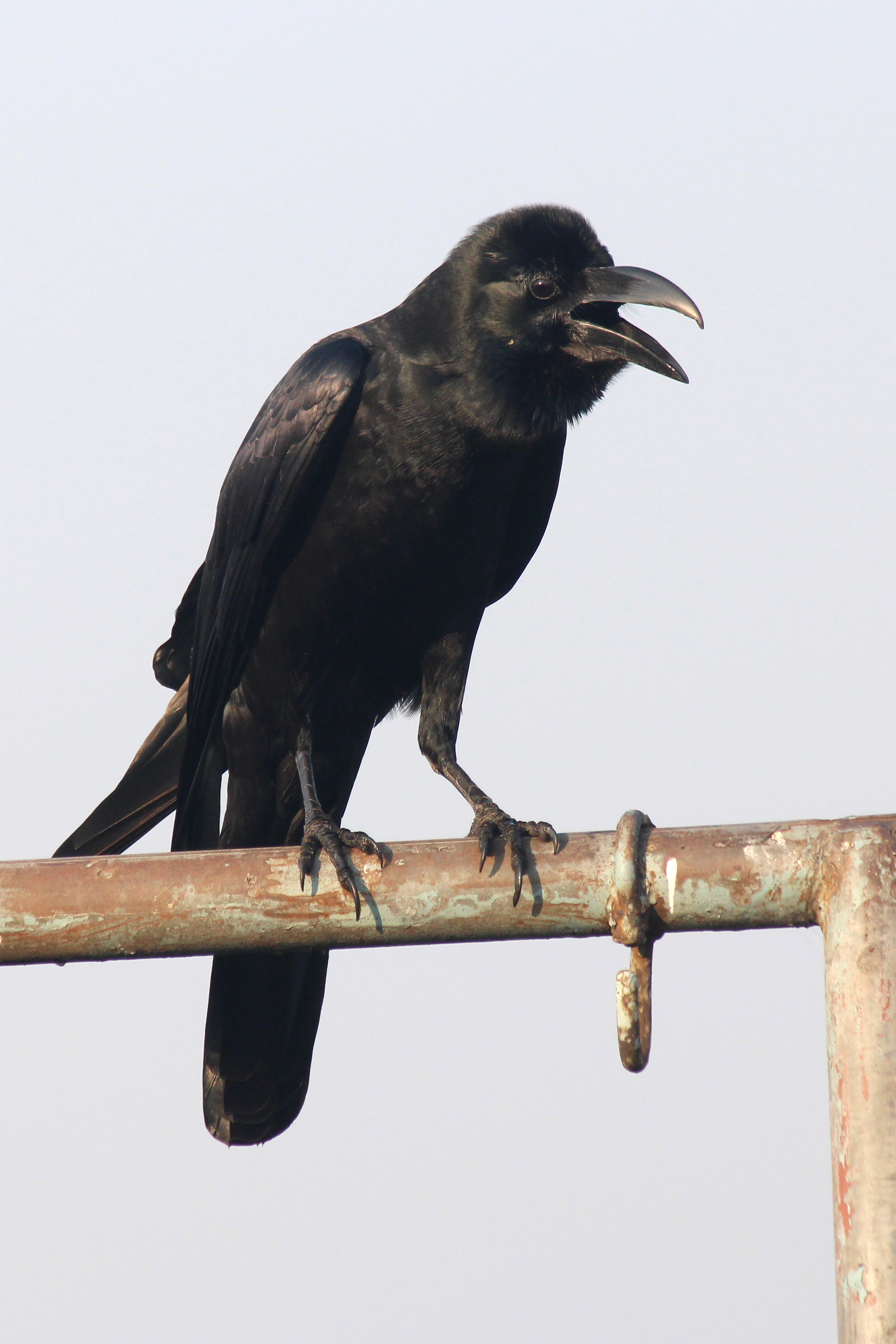 LBC_DetectorTraining_temp1 Instance Segmentation Dataset by University of Michigan Ann Arbor