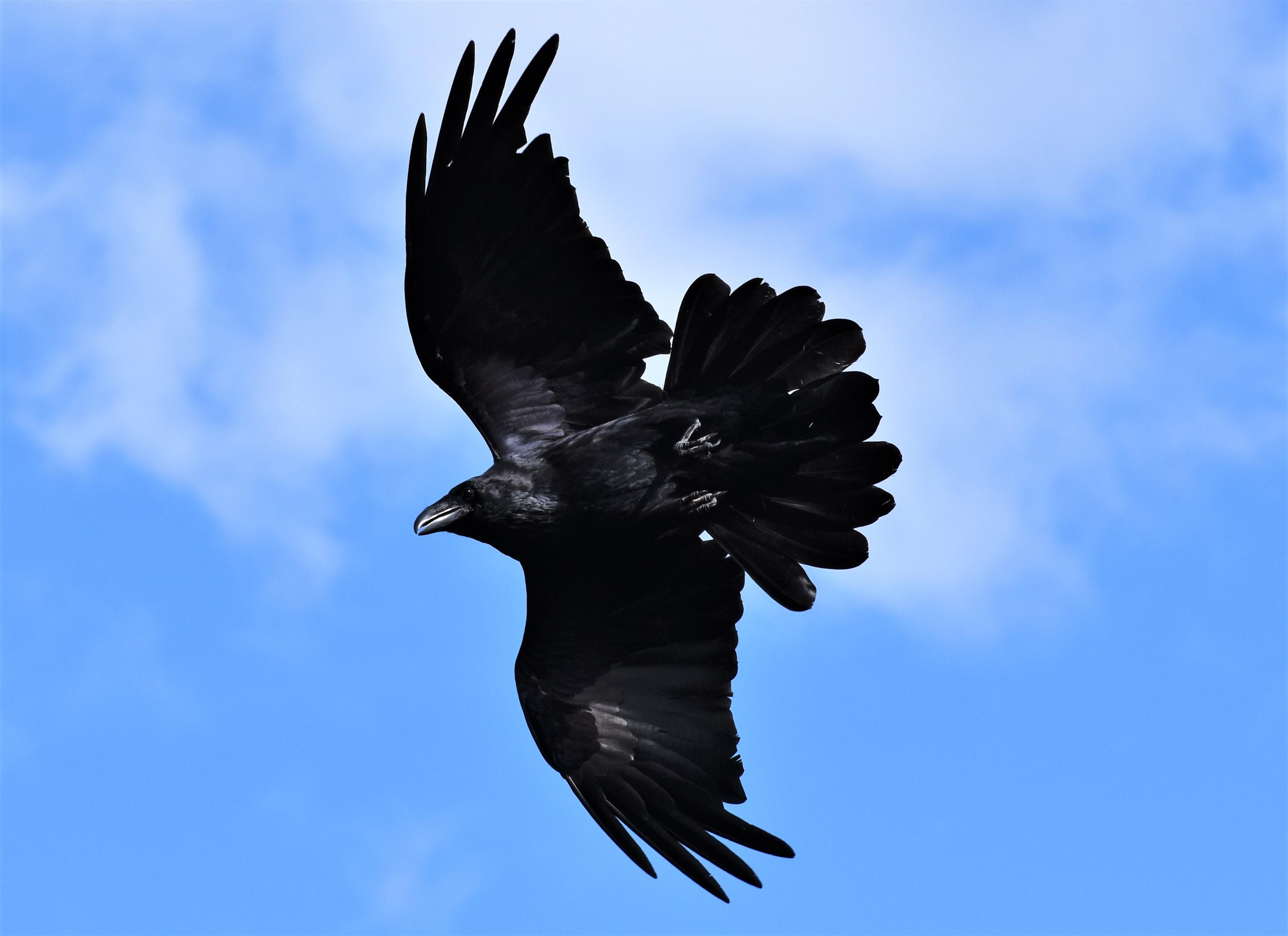 CR_Detector4Categorizer_temp1 Instance Segmentation Dataset by University of Michigan Ann Arbor